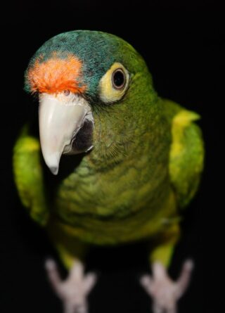 ABOUT US - RUFFLED FEATHERS PARROT RESCUE AND SANCTUARY