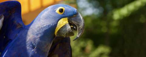 RUFFLED FEATHERS SANCTUARY – EXOTIC BIRD RESCUE