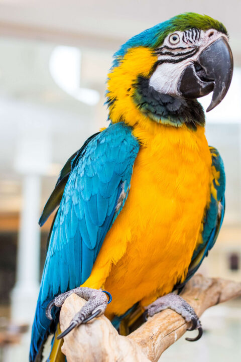 RUFFLED FEATHERS SANCTUARY – EXOTIC BIRD RESCUE