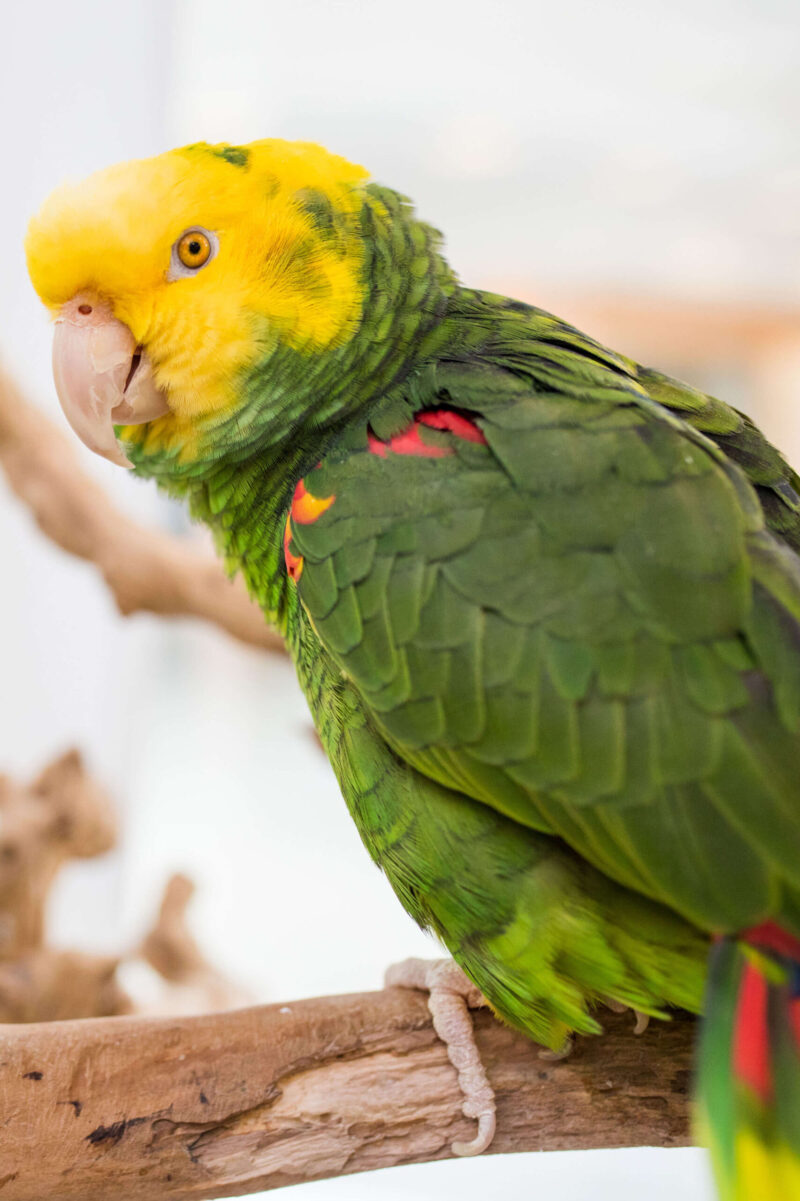 RUFFLED FEATHERS SANCTUARY – EXOTIC BIRD RESCUE