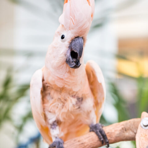 VOLUNTEERING - RUFFLED FEATHERS SANCTUARY